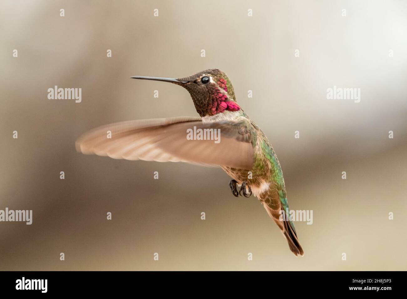Hummingbird frozen in flight hi-res stock photography and images - Alamy