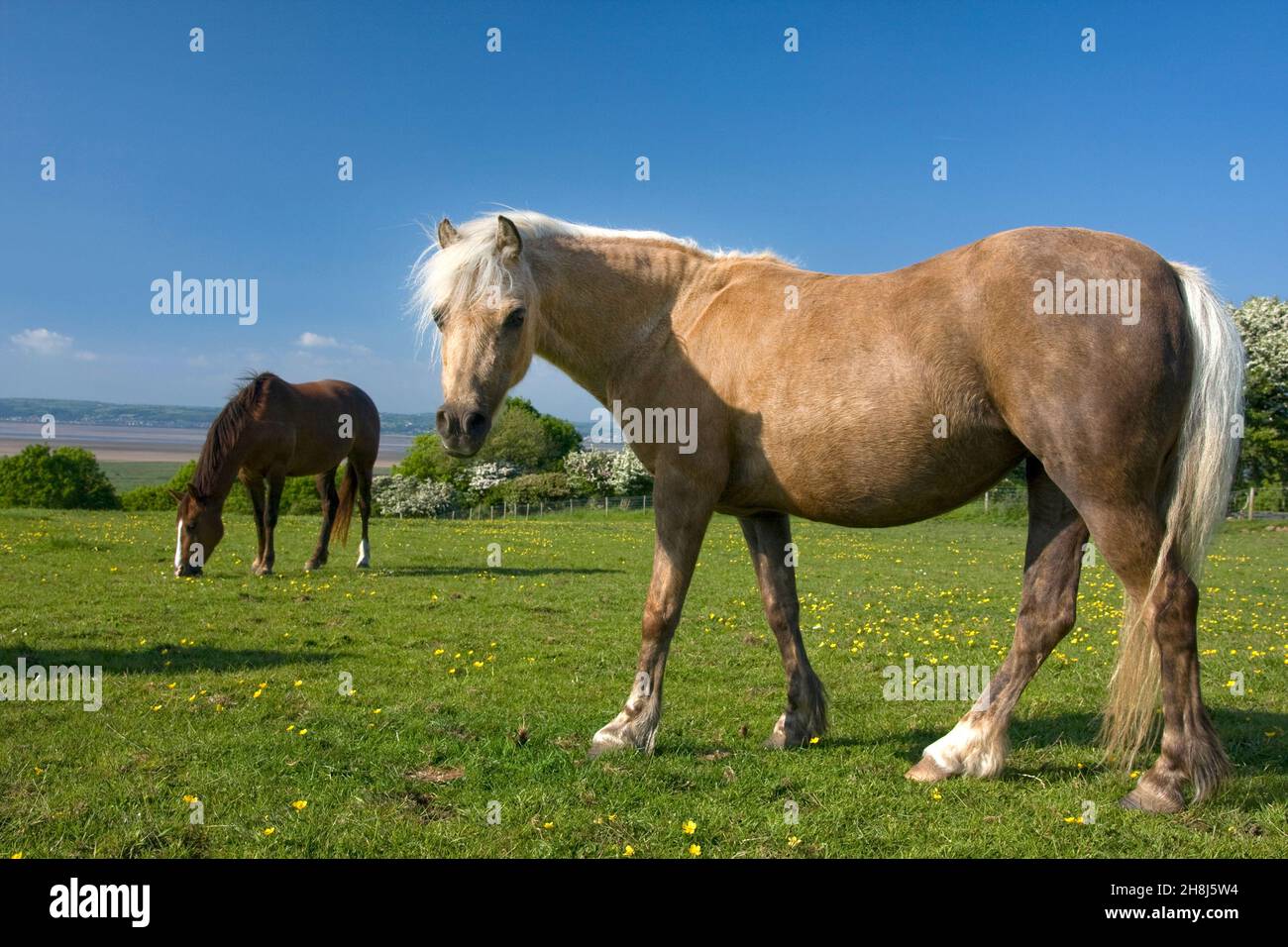 Welsh Mountain Ponies, Gower Peninsula, South Wales Stock Photo - Alamy