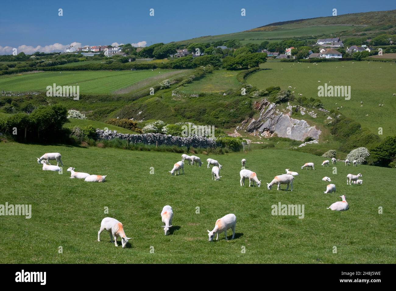 sheep grazing on hillside with views to Pitton, near Mewslade Bay ...
