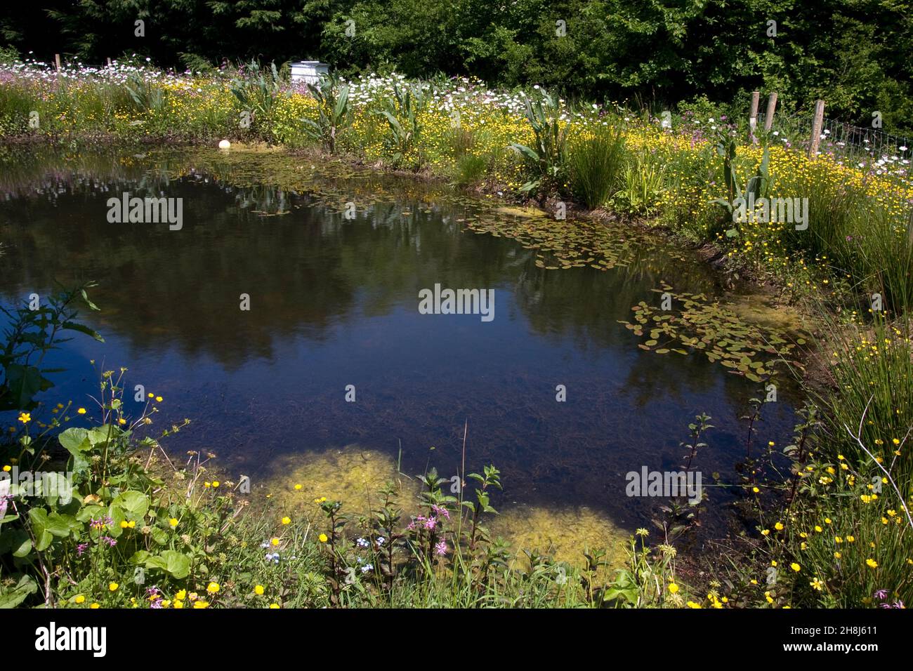 Gower Wildflower & Local Produce Centre, environmental garden, Gower ...