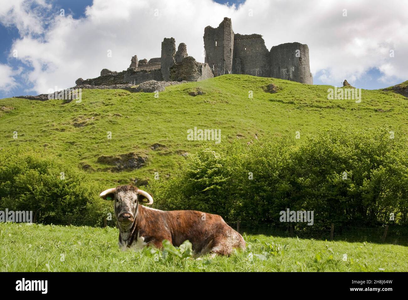 Durham horned cattle hi-res stock photography and images - Alamy