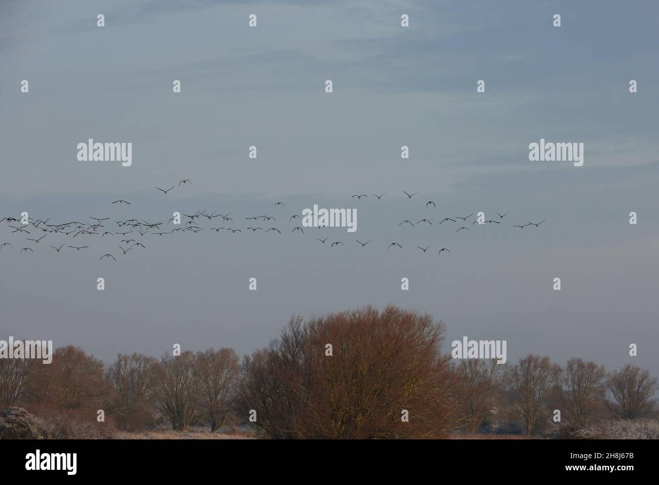 Flog of Brent geese seen flying over Pagham Harbour Nature Reserve ...