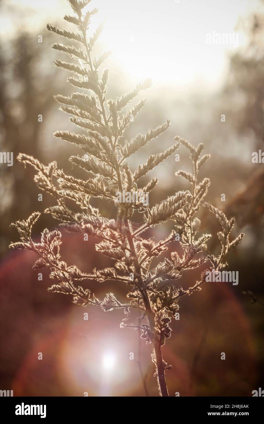 A dry plant with a lens flare. Bad quality lens Stock Photo - Alamy