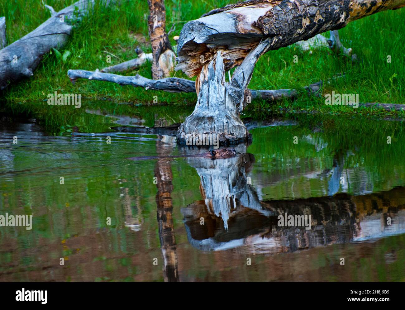 Beaver in Beaver Pond created by beaver dam located outside of Rocky ...