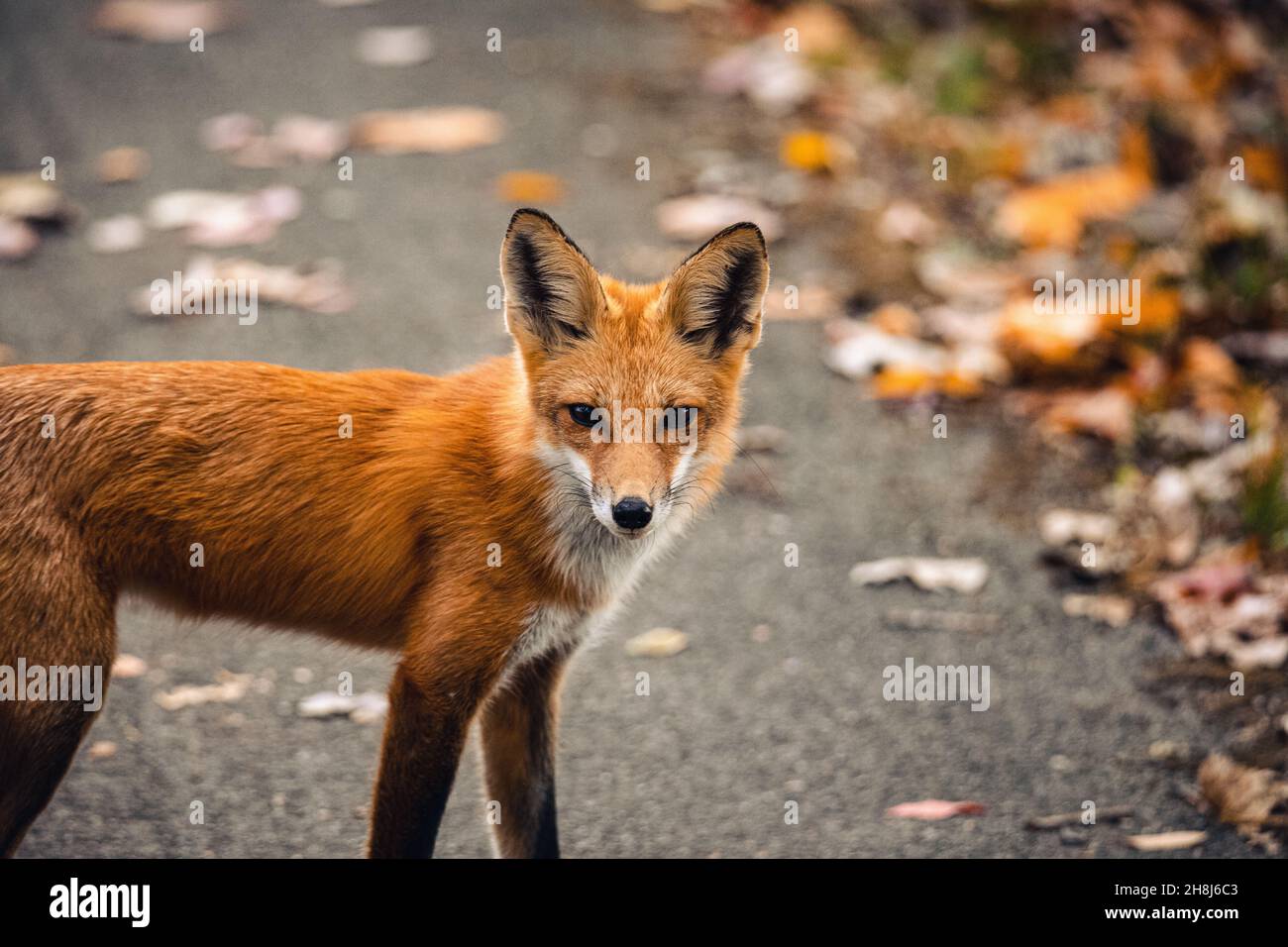 Red fox ears flattened hi-res stock photography and images - Alamy