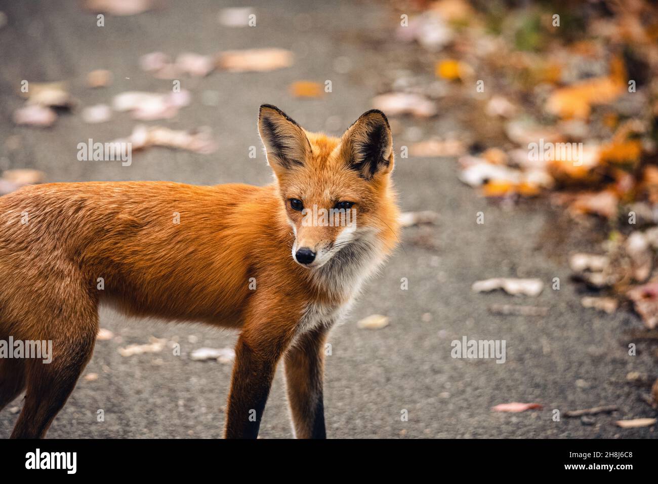Red fox ears flattened hi-res stock photography and images - Alamy