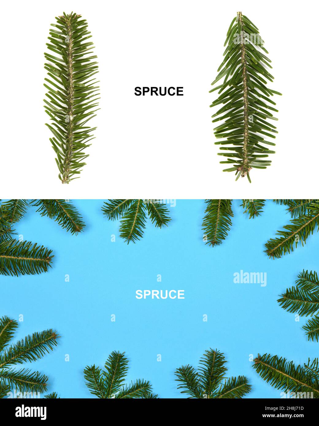 Creative layout made of spruce branch. High resolution photo. Full ...