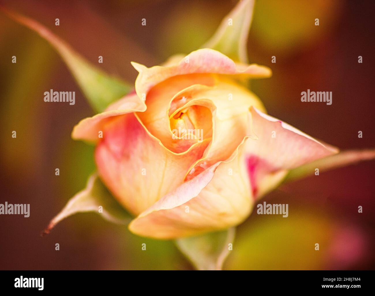 Rosebud thorns hi-res stock photography and images - Alamy