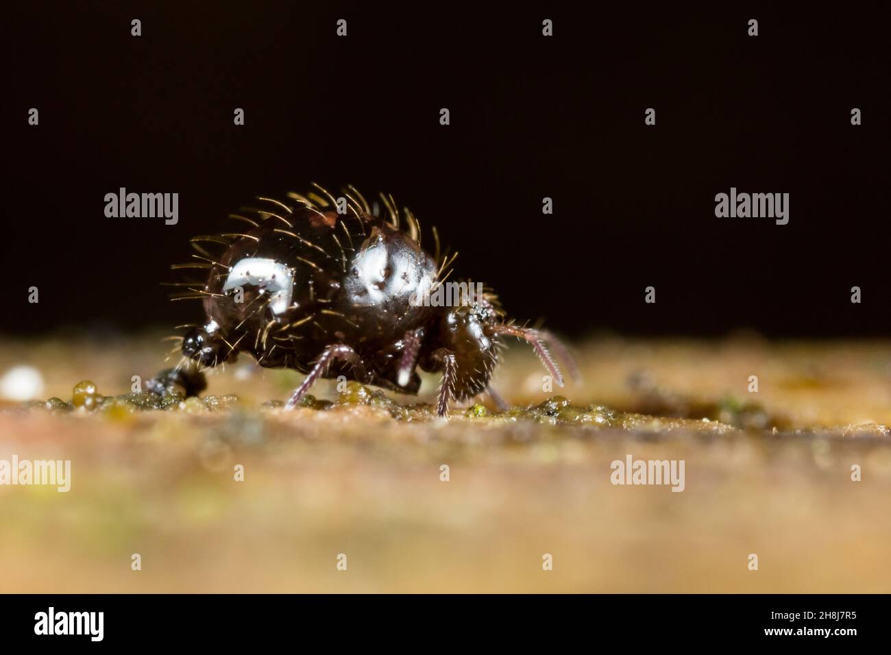 Allacma fusca hi-res stock photography and images - Alamy