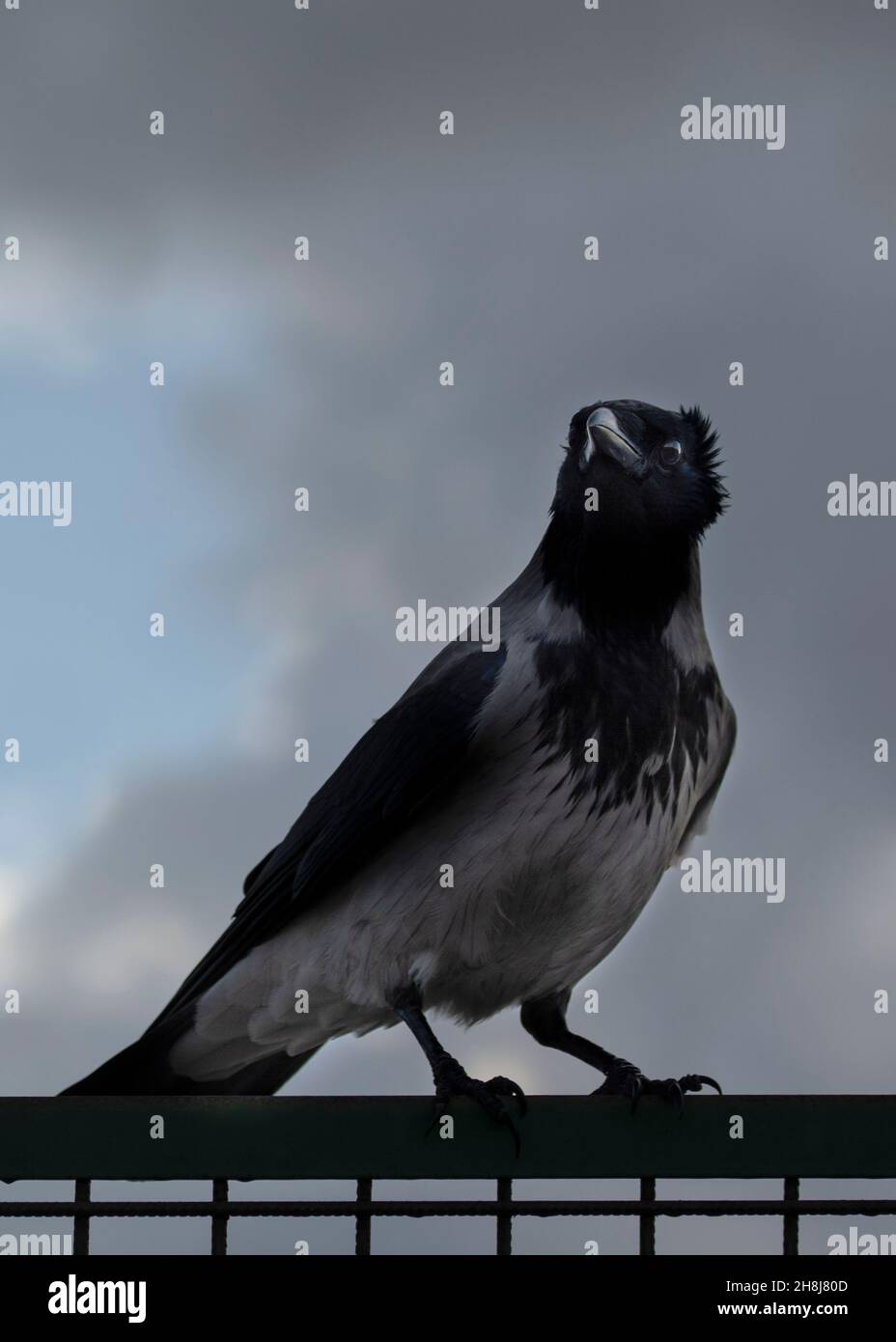 Black wing bars hi-res stock photography and images - Alamy
