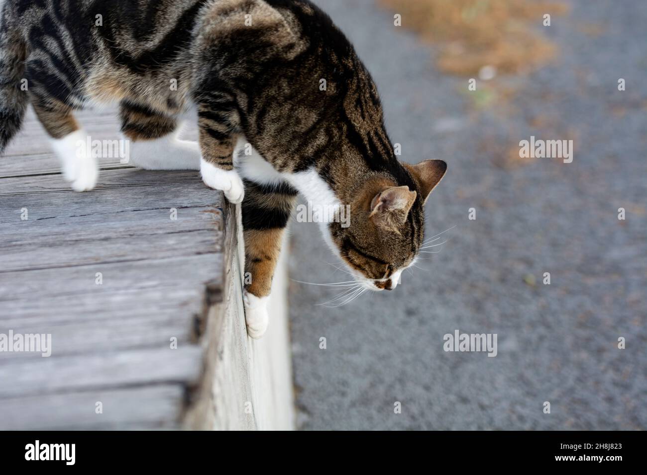 cat jumping off the pavement Stock Photo - Alamy