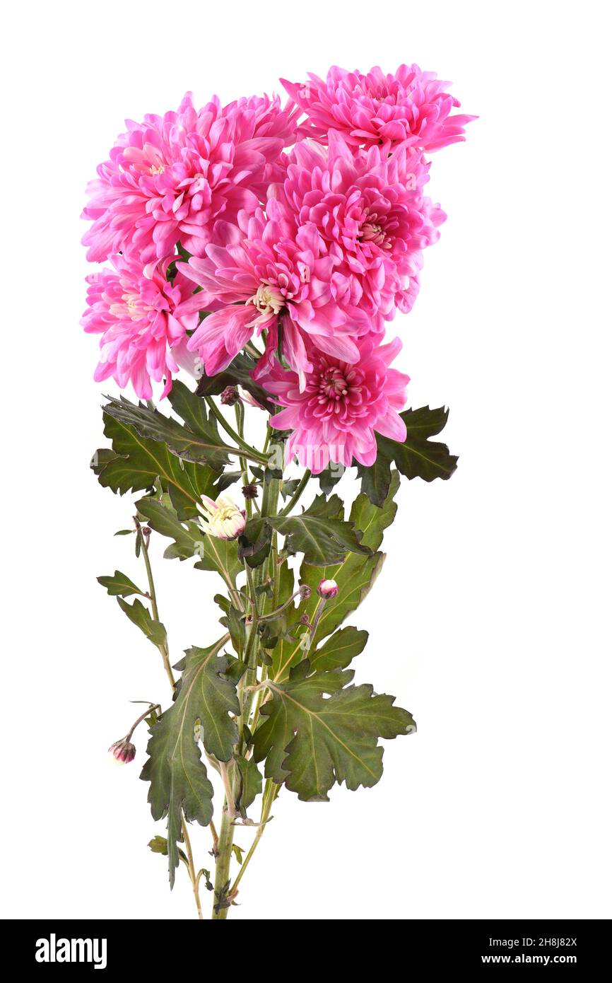 Single stem with many pink flowers of the chrysanthemum (Chrysanthemum ...