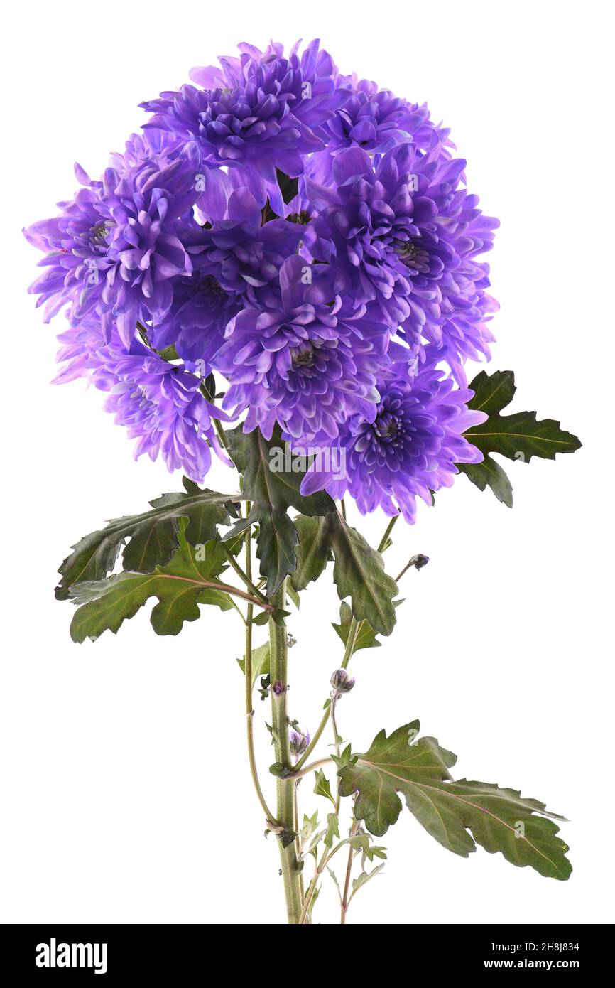 Single stem with many purple flowers of the chrysanthemum ...