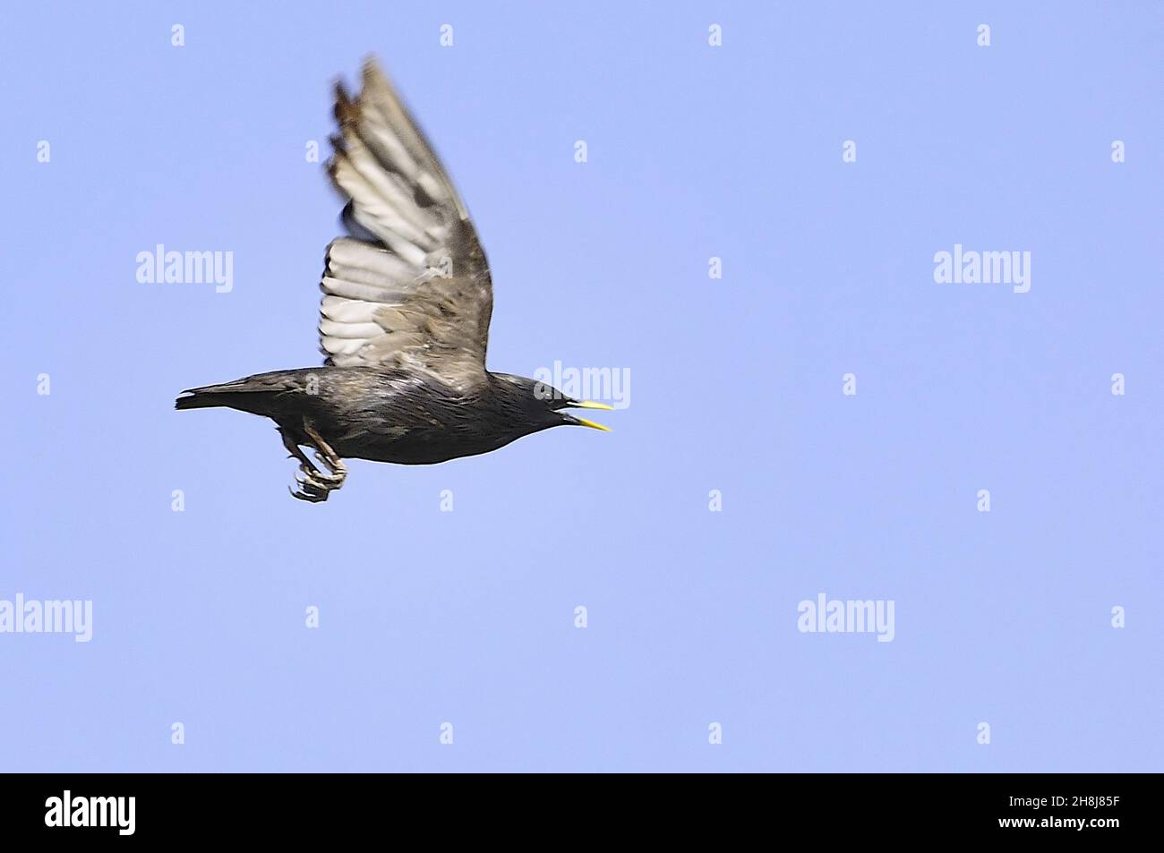 Sturnus unicolor - The black starling is a species of passerine bird in ...