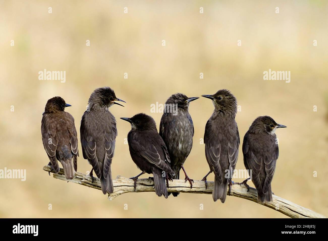 Sturnus unicolor - The black starling is a species of passerine bird in ...