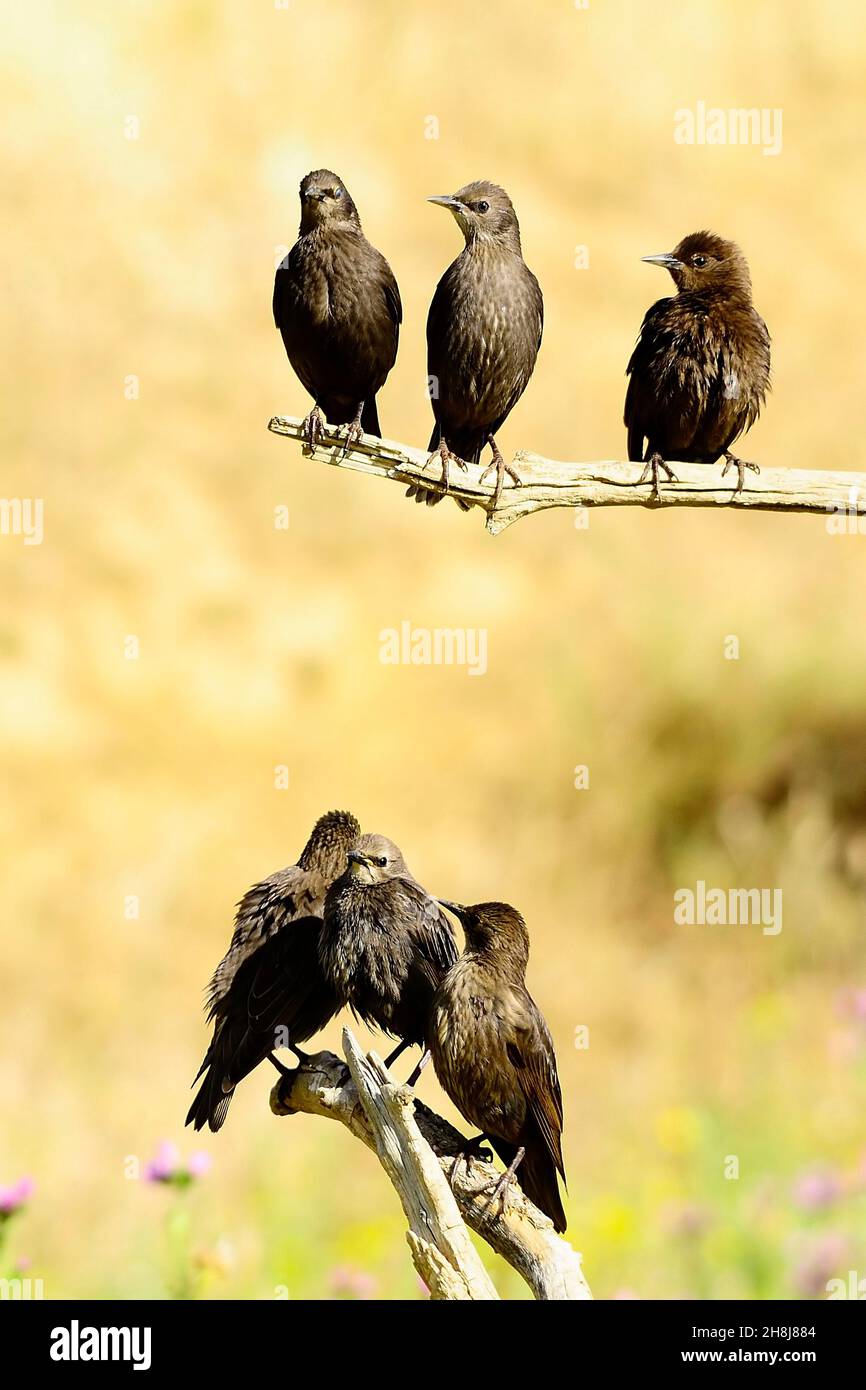 Sturnus unicolor - The black starling is a species of passerine bird in ...