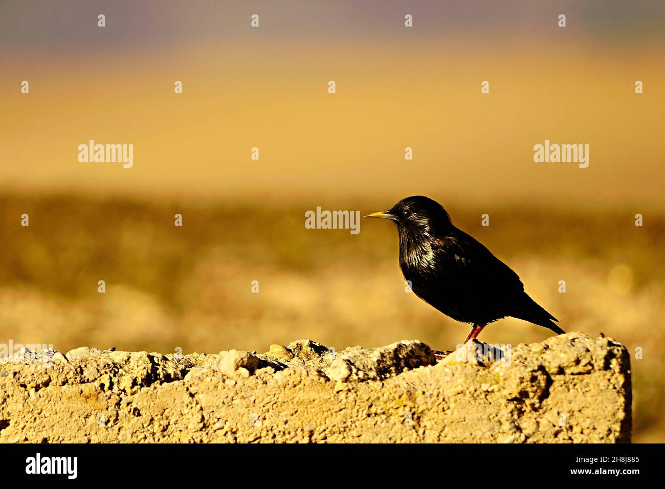 Sturnus unicolor - The black starling is a species of passerine bird in ...