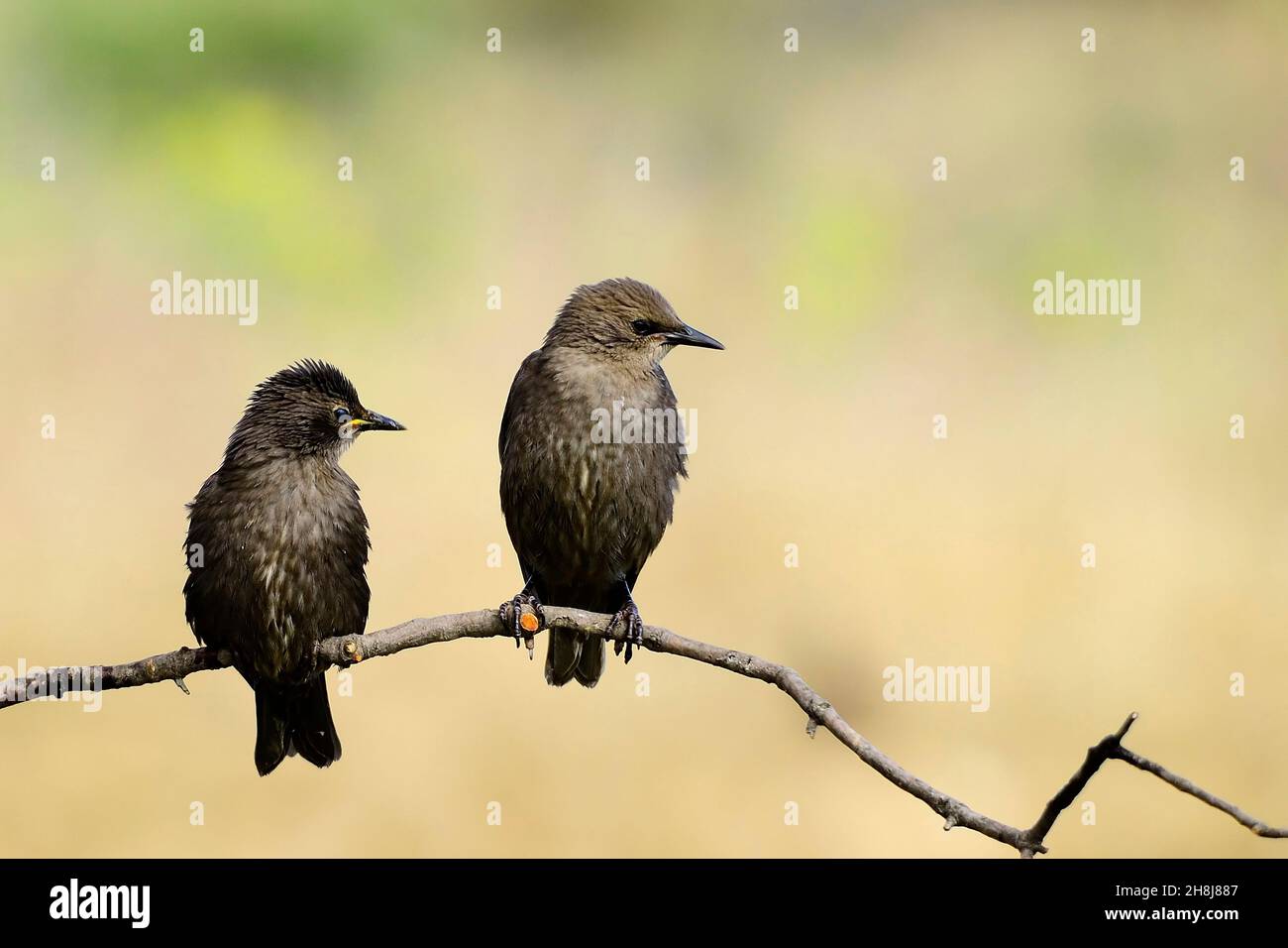 Sturnus unicolor - The black starling is a species of passerine bird in ...