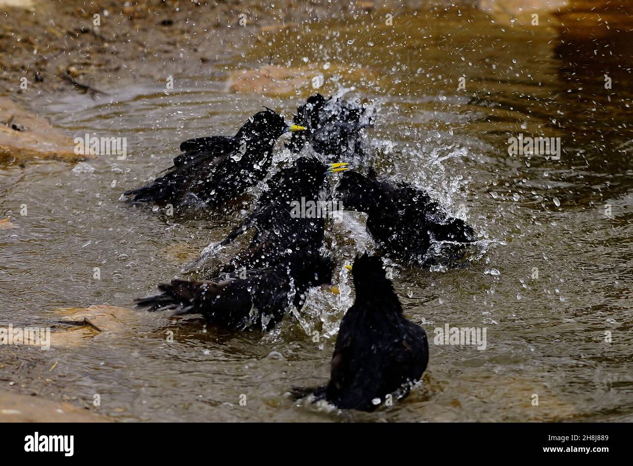 Sturnus unicolor - The black starling is a species of passerine bird in ...