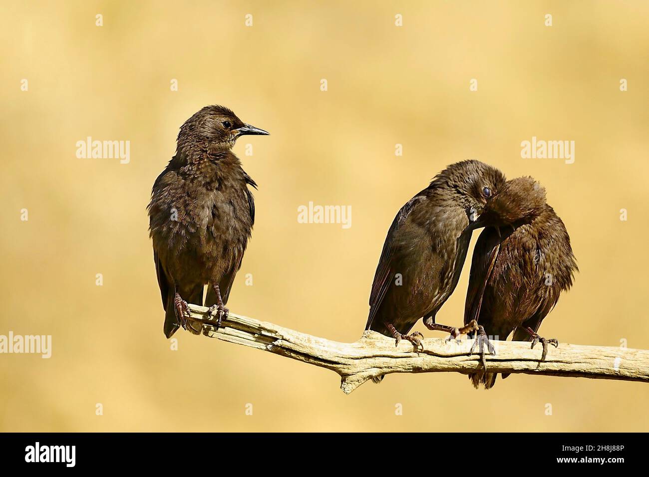Sturnus unicolor - The black starling is a species of passerine bird in ...