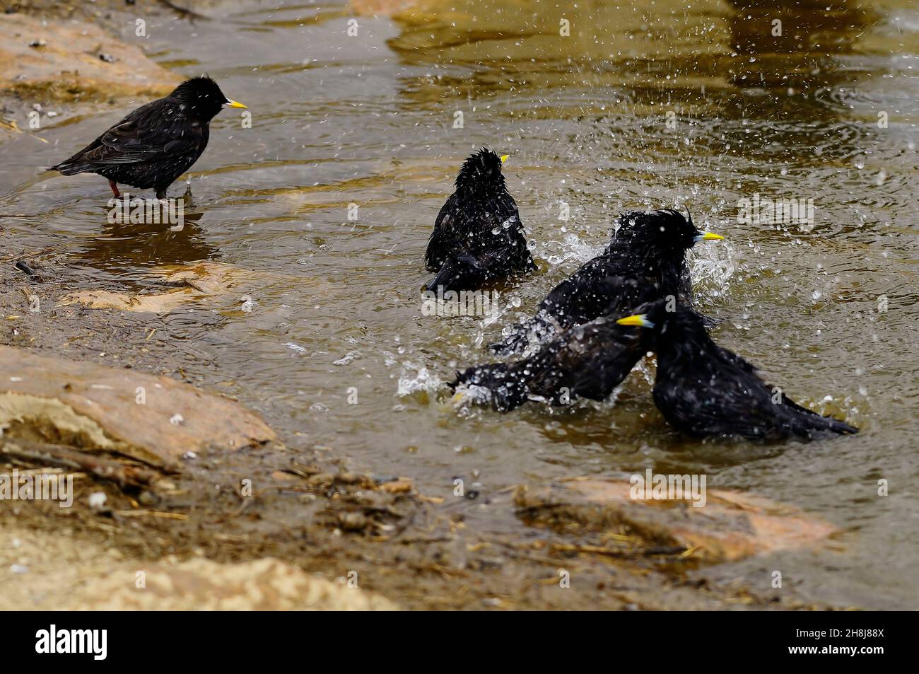 Sturnus unicolor - The black starling is a species of passerine bird in ...