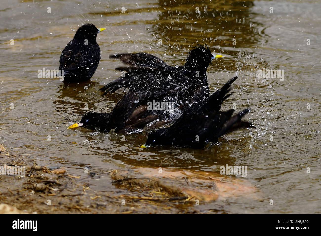 Sturnus unicolor - The black starling is a species of passerine bird in ...