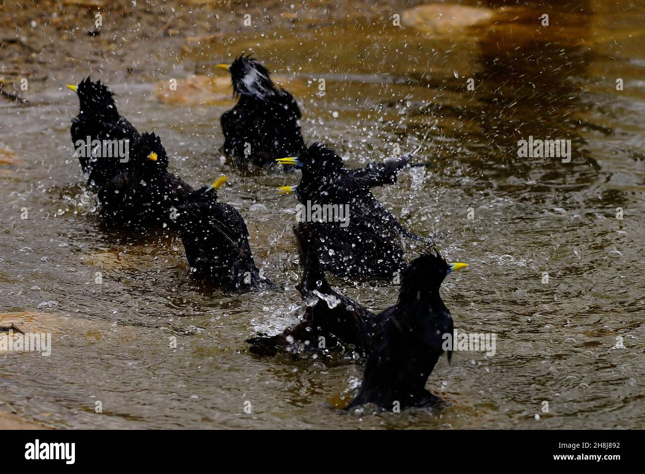 Sturnus unicolor - The black starling is a species of passerine bird in ...
