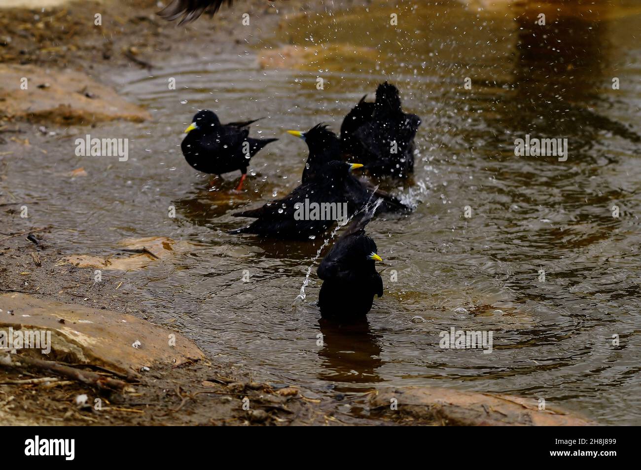 Sturnus unicolor - The black starling is a species of passerine bird in ...
