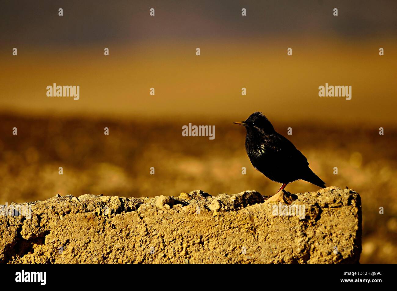 Sturnus unicolor - The black starling is a species of passerine bird in ...