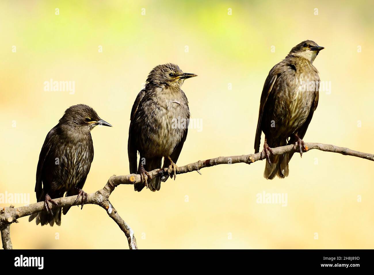 Sturnus unicolor - The black starling is a species of passerine bird in ...