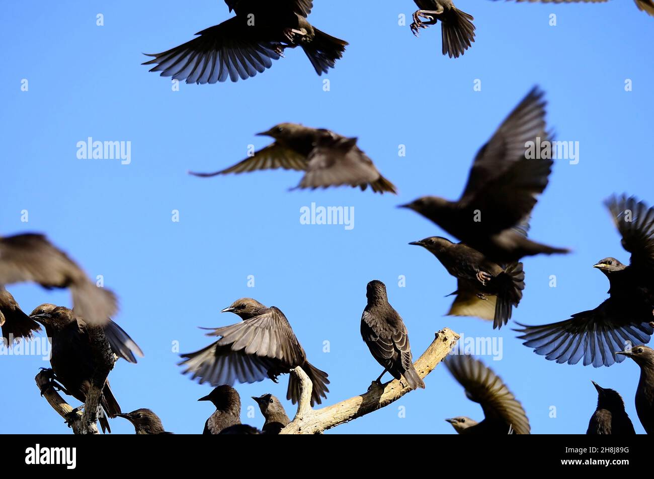 Sturnus unicolor - The black starling is a species of passerine bird in ...