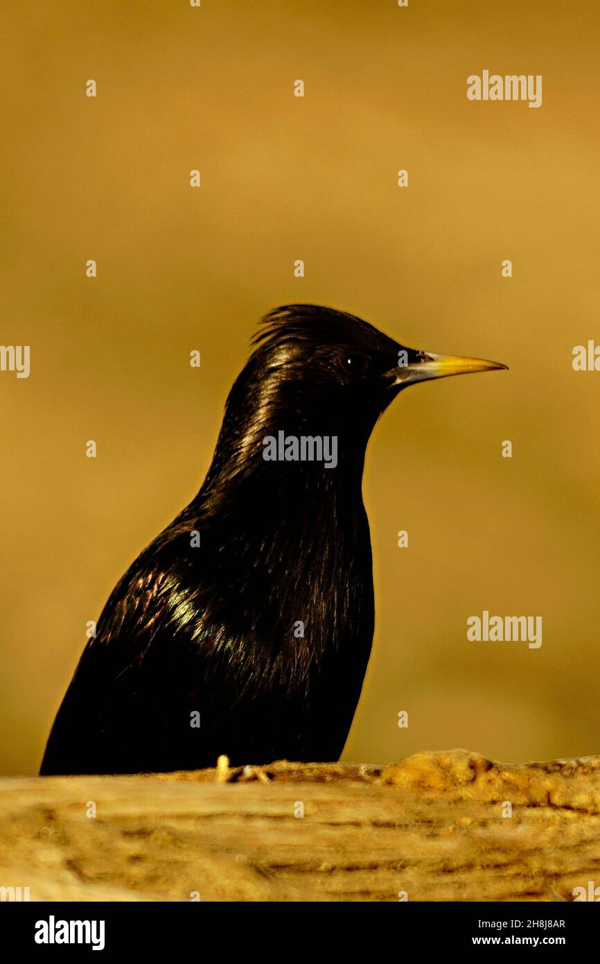 Sturnus unicolor - The black starling is a species of passerine bird in ...