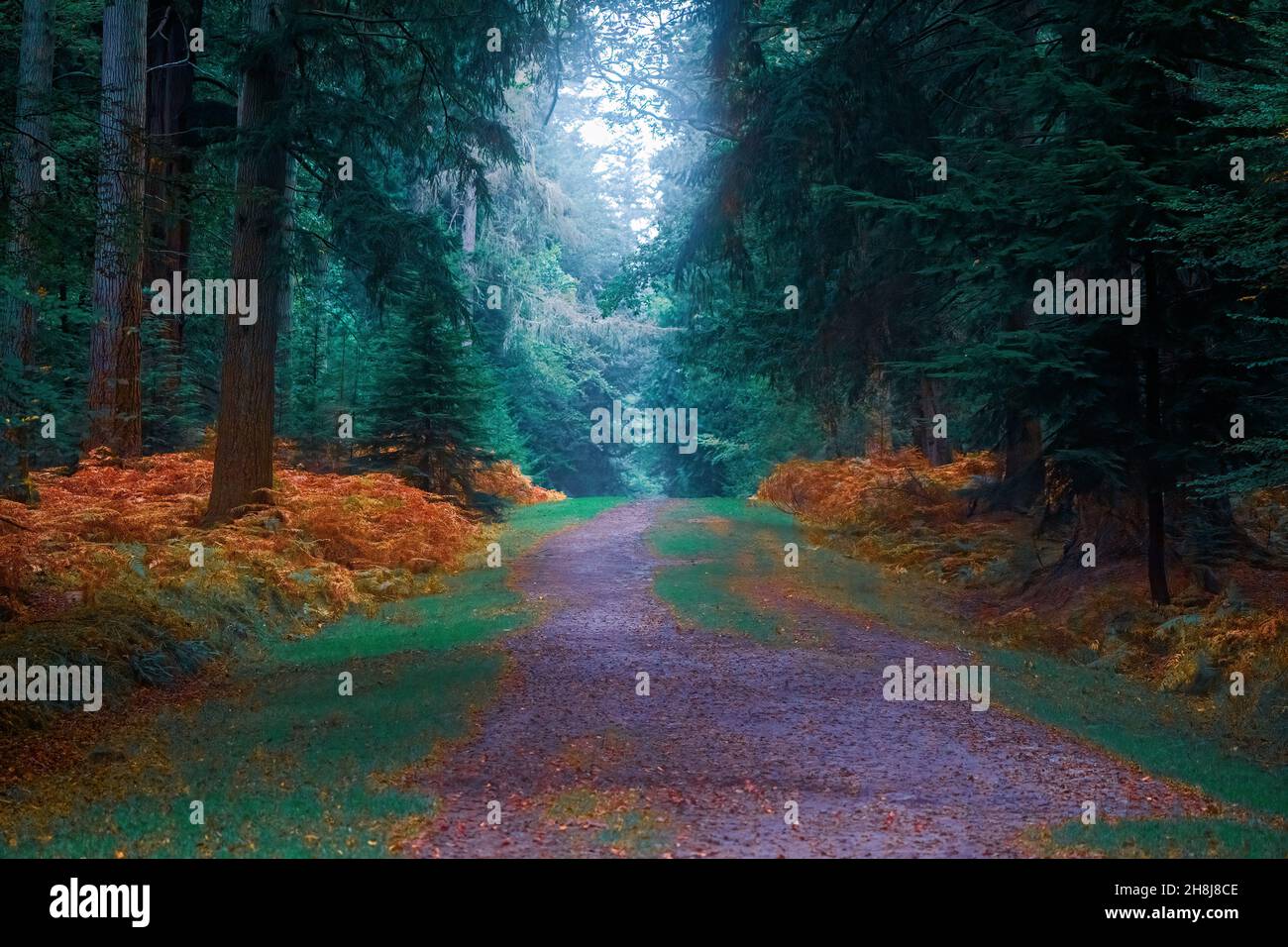 Walks autumn uk forest hi-res stock photography and images - Alamy