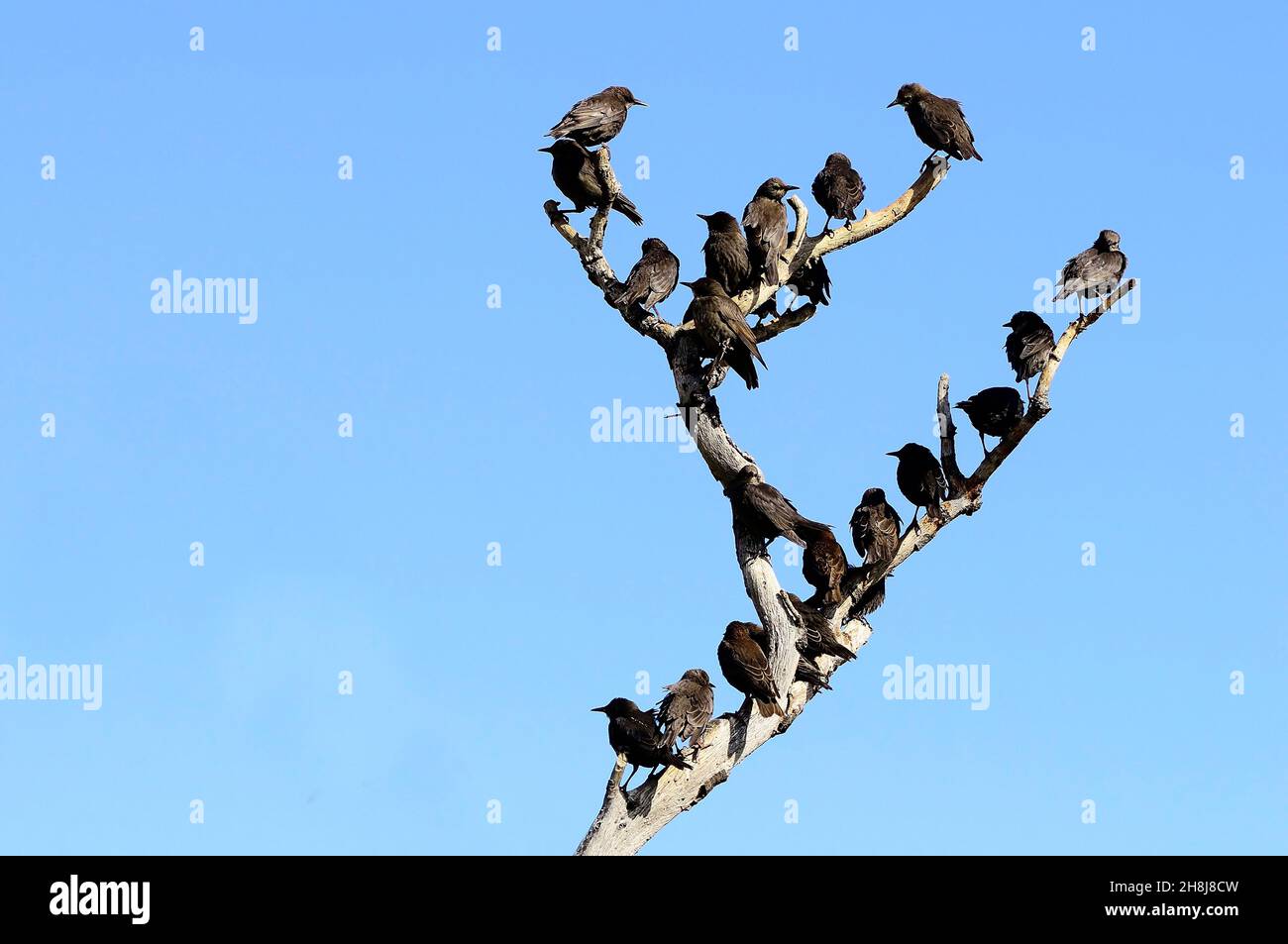 Sturnus unicolor - The black starling is a species of passerine bird in ...