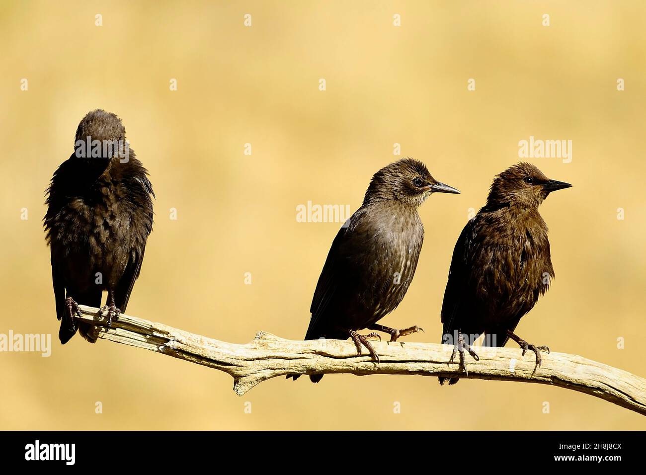 Sturnus unicolor - The black starling is a species of passerine bird in ...