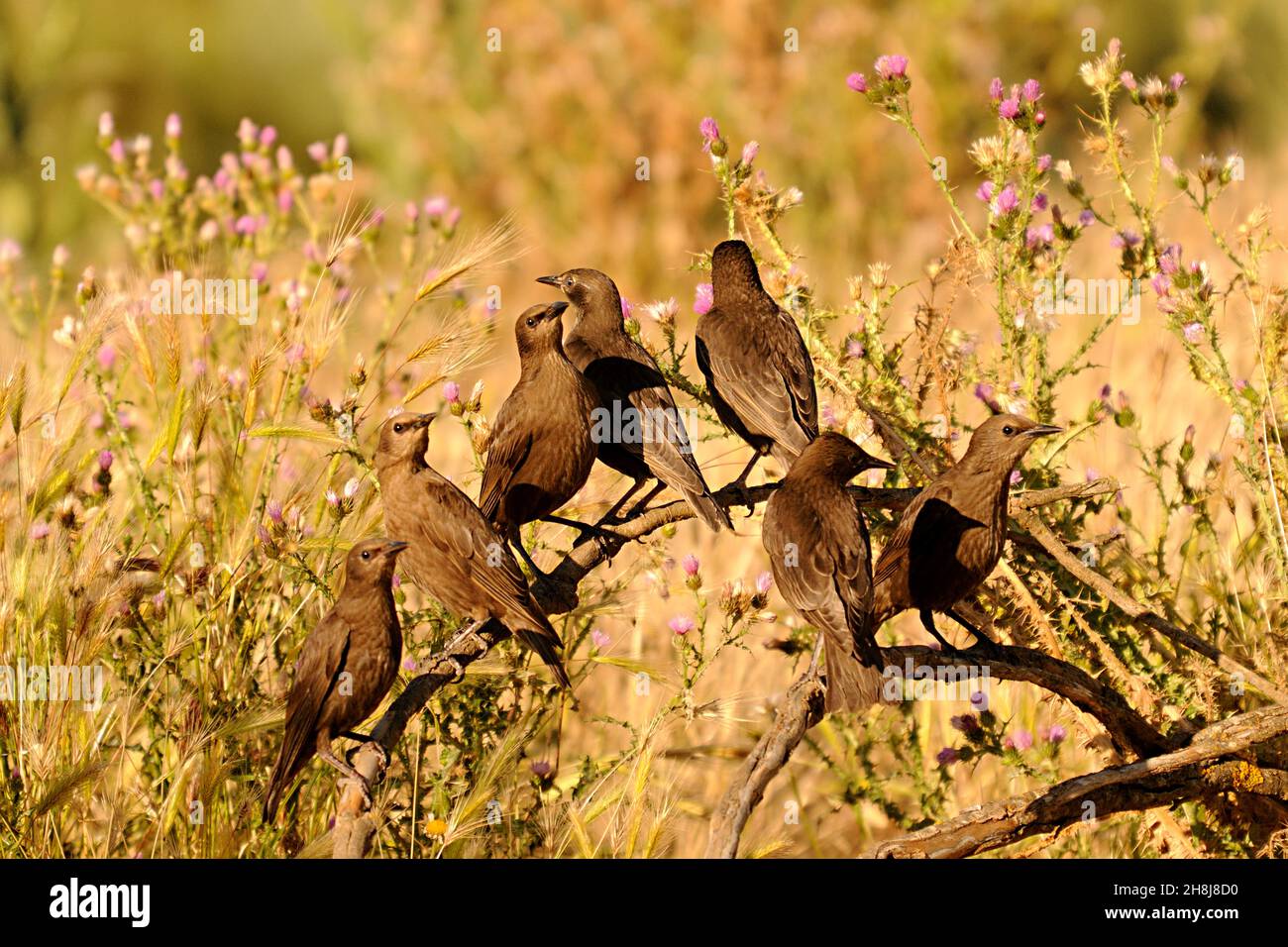 Sturnus unicolor - The black starling is a species of passerine bird in ...