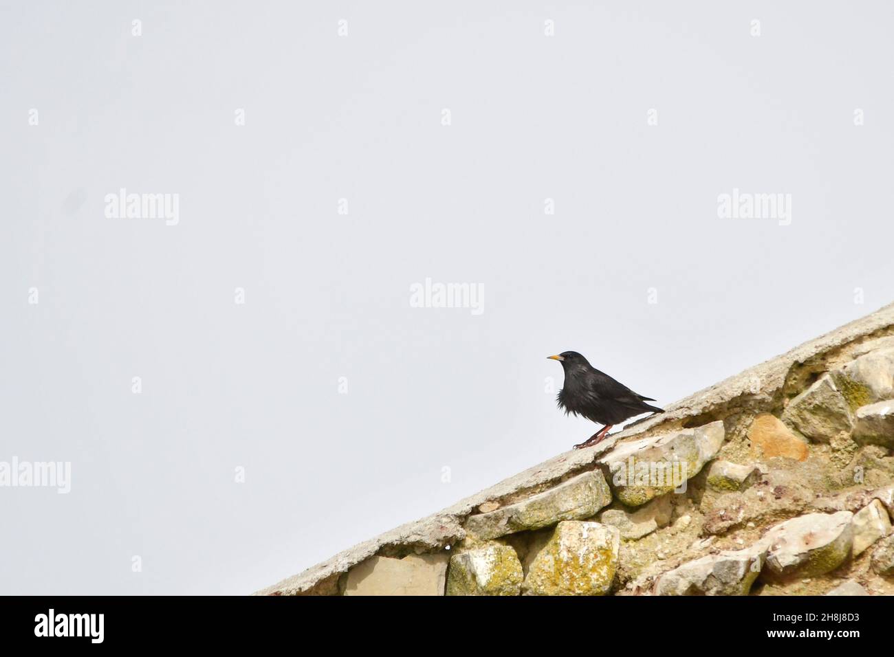Sturnus unicolor - The black starling is a species of passerine bird in ...