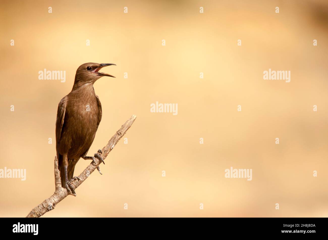 Sturnus unicolor - The black starling is a species of passerine bird in ...