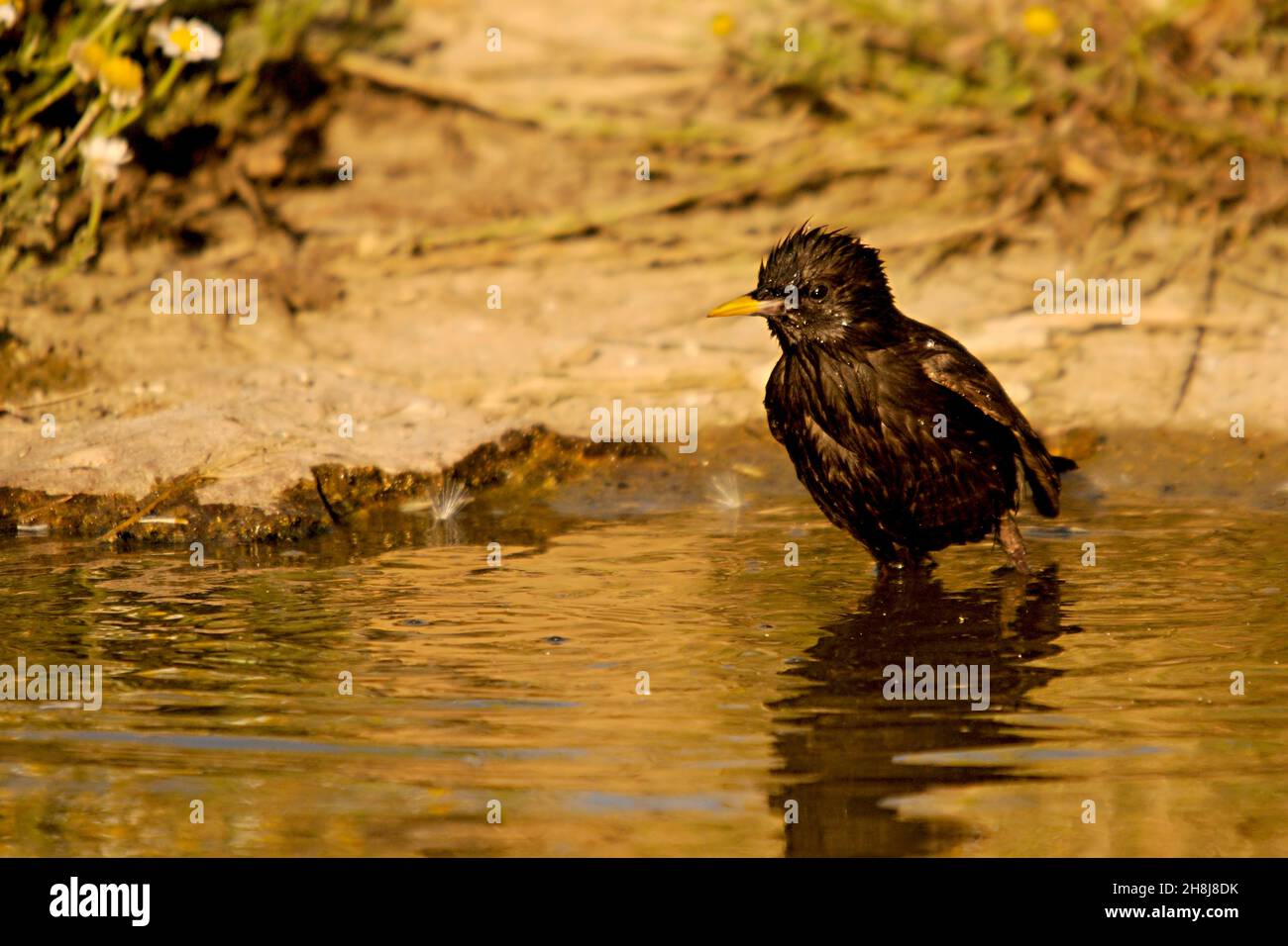 Sturnus unicolor - The black starling is a species of passerine bird in ...