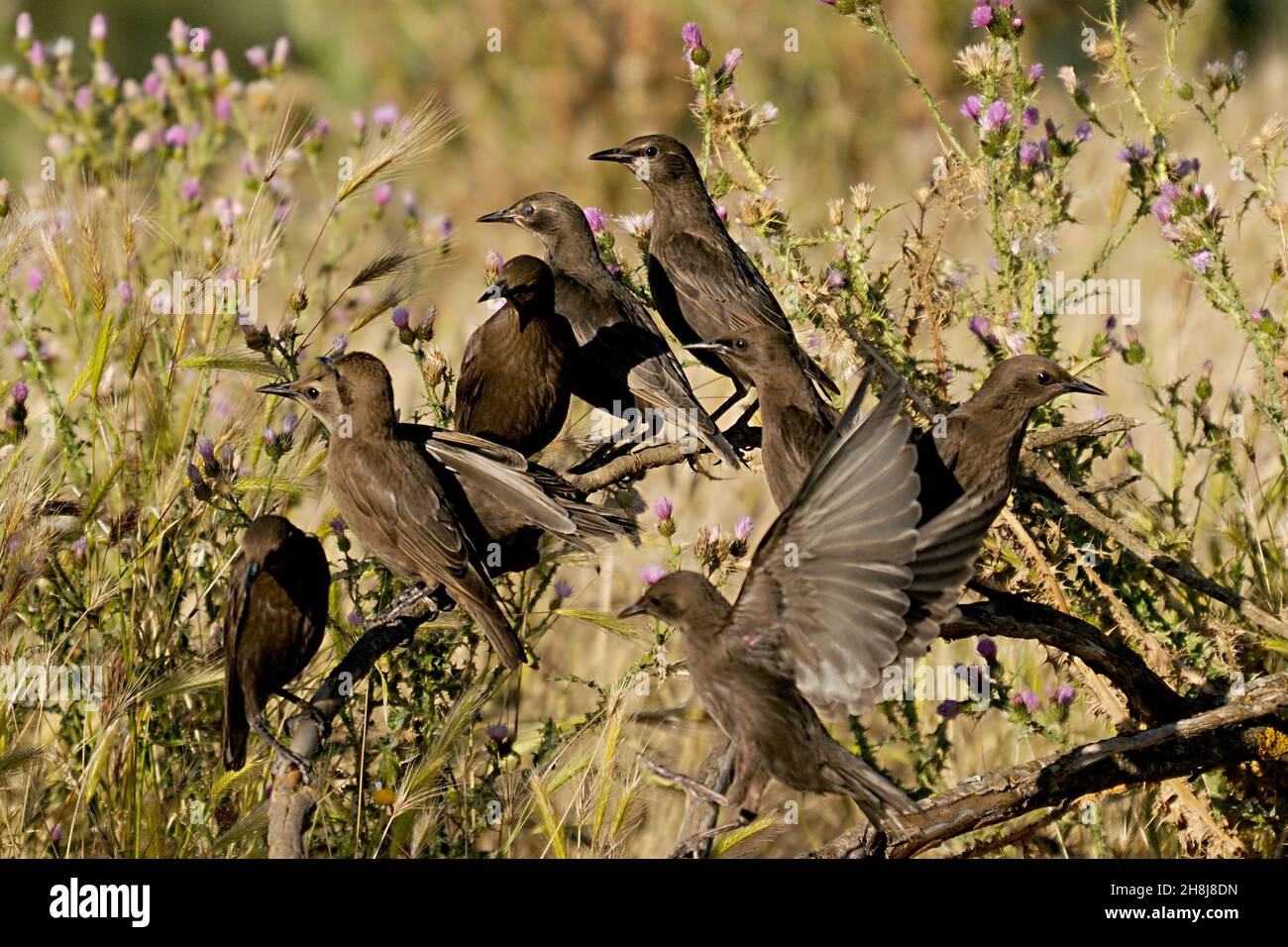 Sturnus unicolor - The black starling is a species of passerine bird in ...