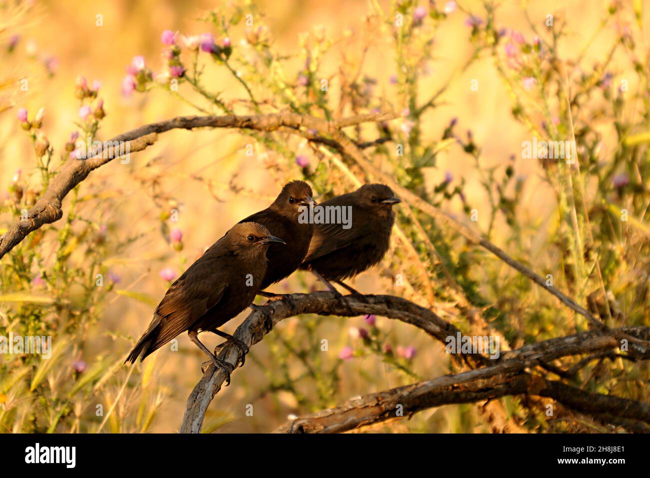 Sturnus unicolor - The black starling is a species of passerine bird in ...