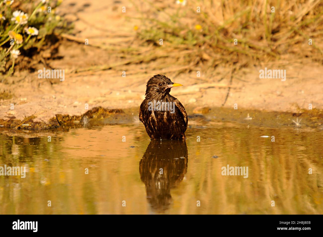 Sturnus unicolor - The black starling is a species of passerine bird in ...
