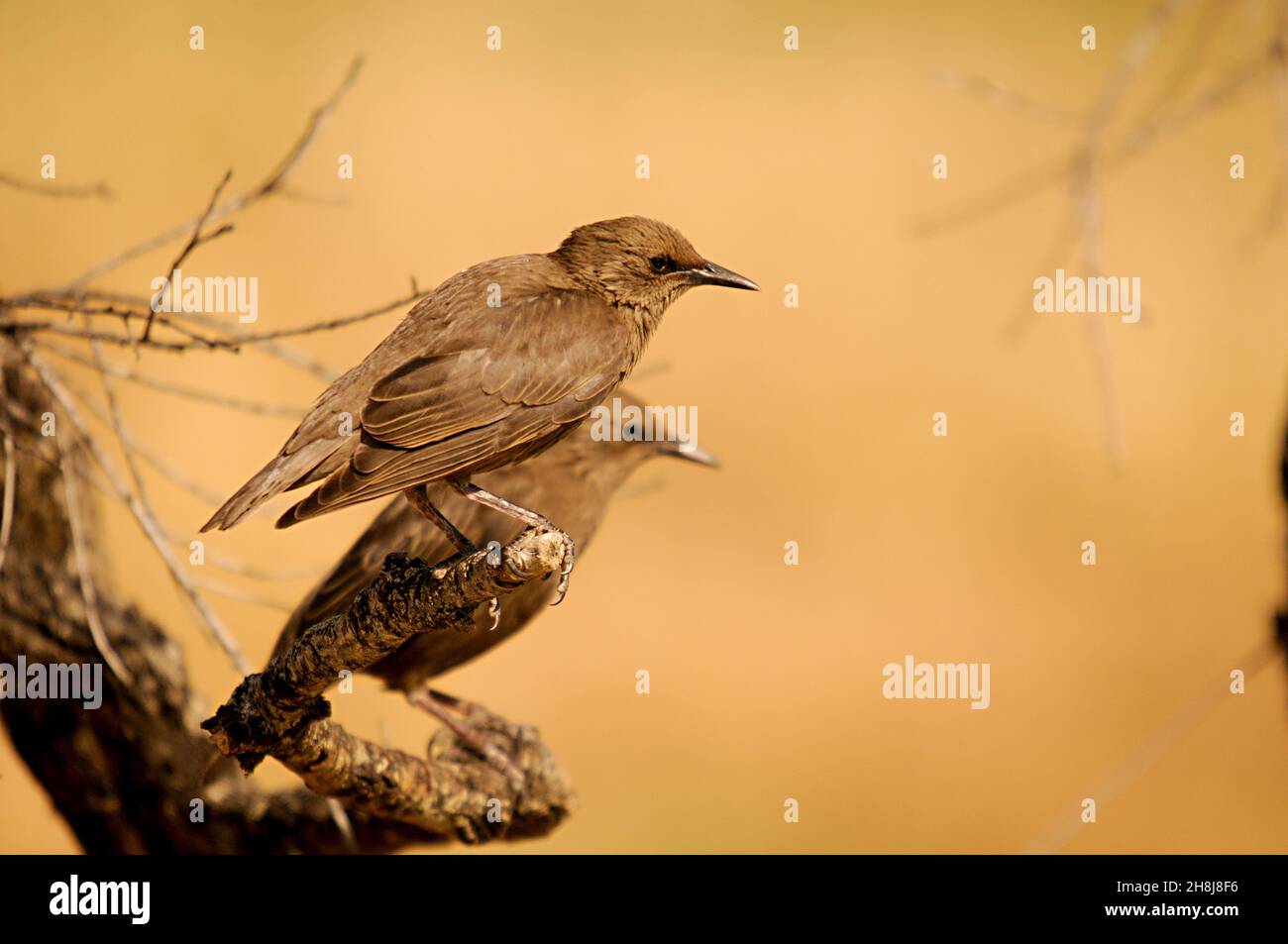 Sturnus unicolor - The black starling is a species of passerine bird in ...