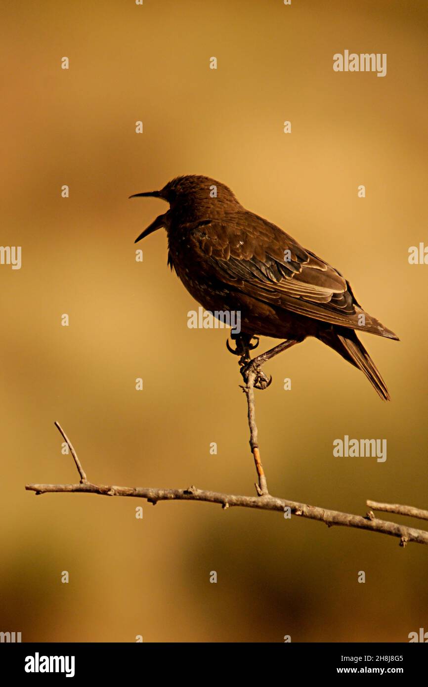 Sturnus unicolor - The black starling is a species of passerine bird in ...