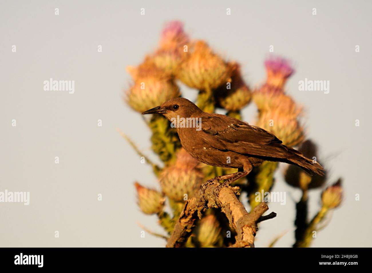 Sturnus unicolor - The black starling is a species of passerine bird in ...