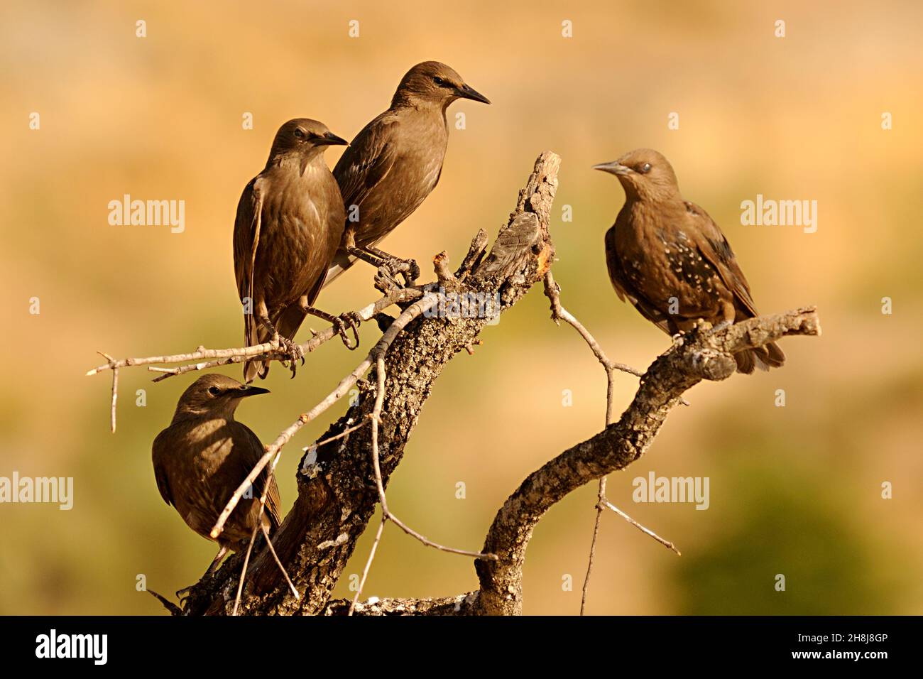 Sturnus unicolor - The black starling is a species of passerine bird in ...