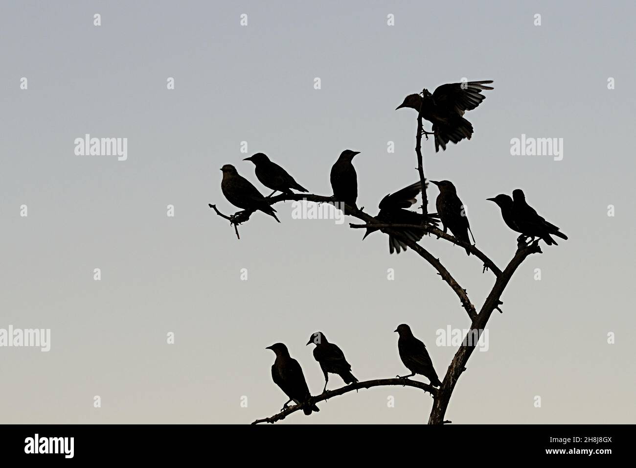 Sturnus unicolor - The black starling is a species of passerine bird in ...