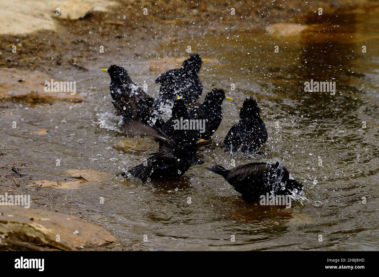 Sturnus unicolor - The black starling is a species of passerine bird in ...