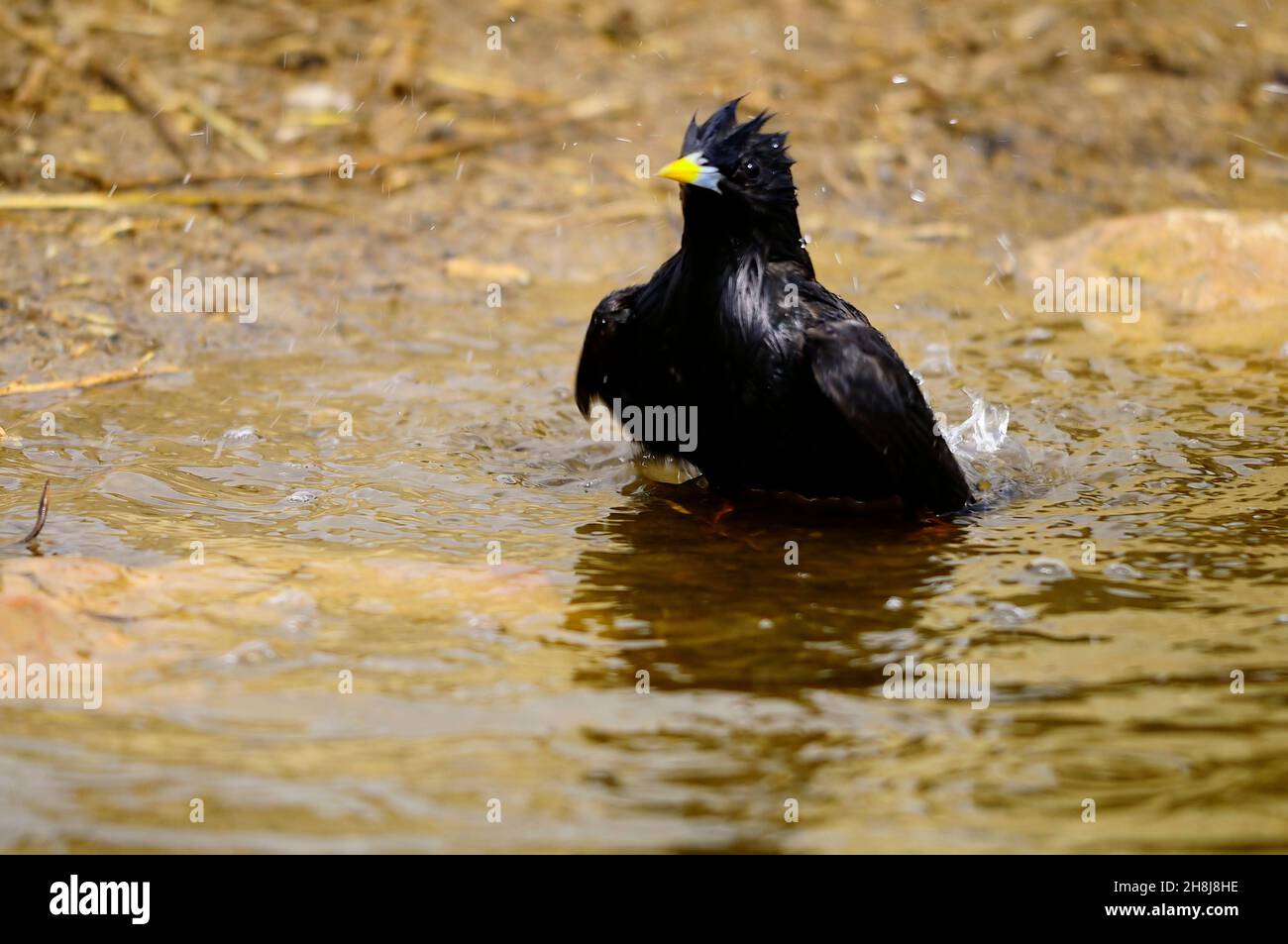 Sturnus unicolor - The black starling is a species of passerine bird in ...