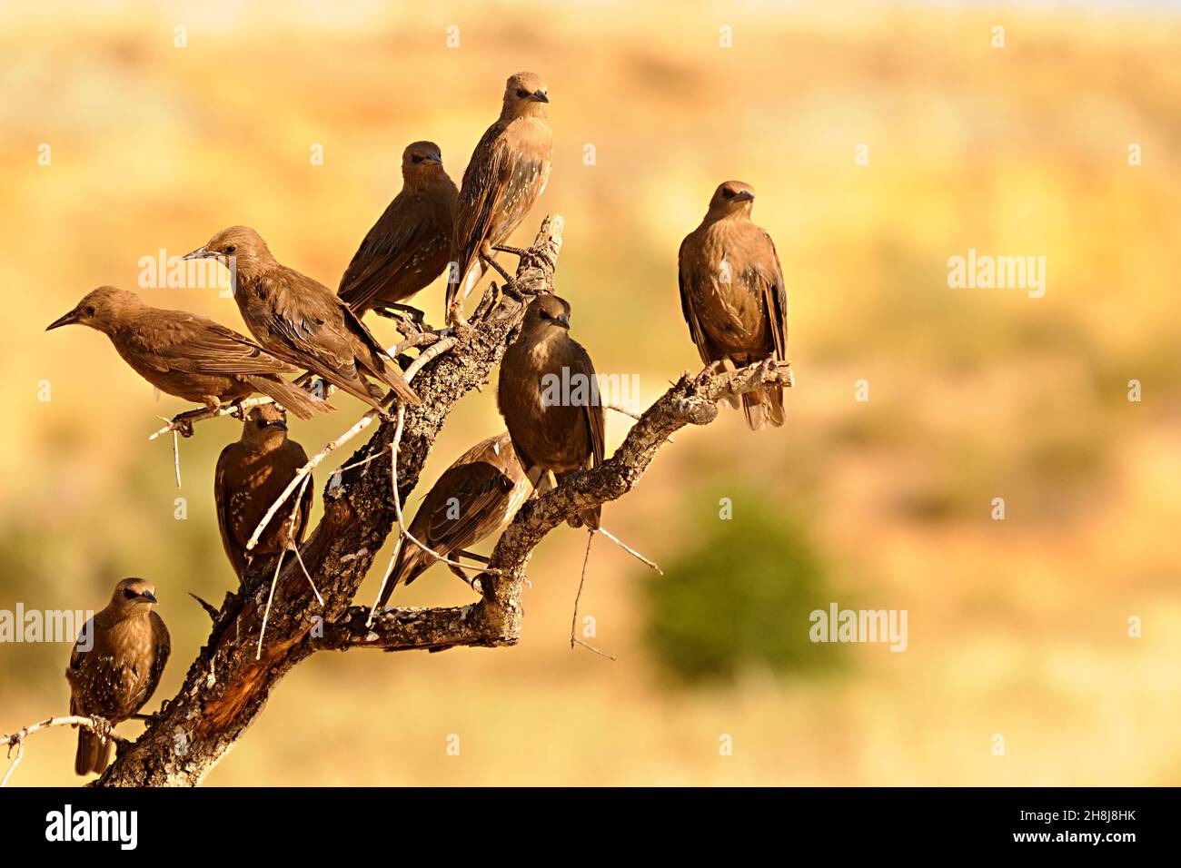 Sturnus unicolor - The black starling is a species of passerine bird in ...